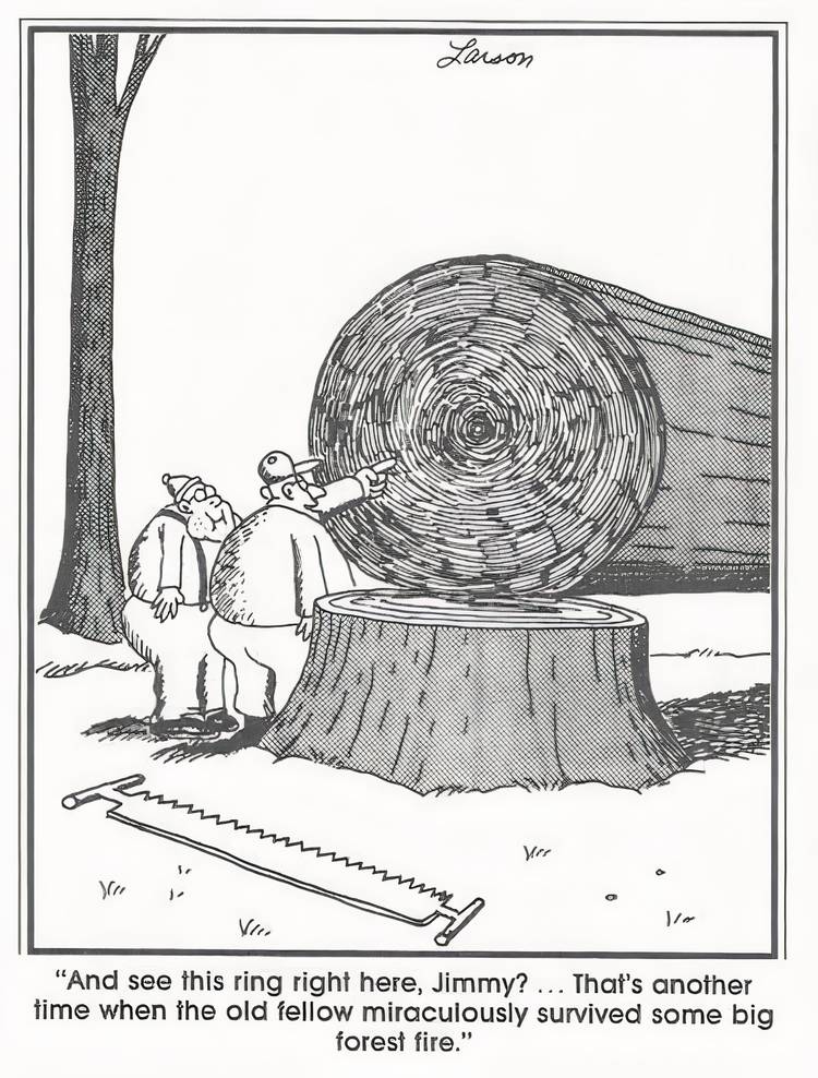 10 Funniest Far Side Comics That Somehow Make Trees Funny
