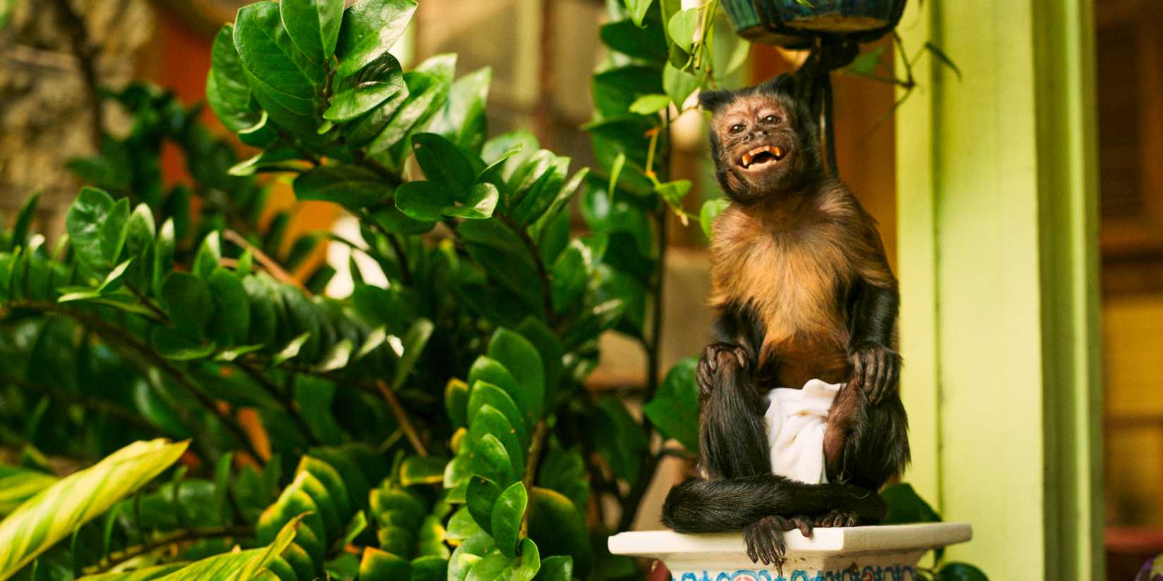 Bad Monkey Season 2: Cast, Story & Everything We Know