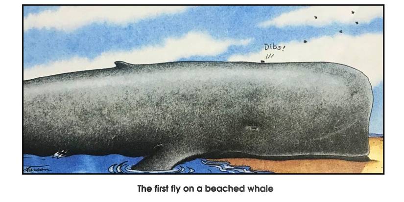 10 Funniest Far Side Comics Starring Dolphins & Whales