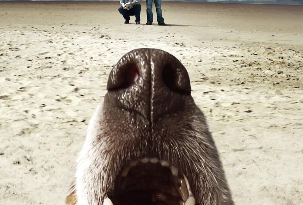 Terriers Summary, Trailer, Season List, Cast, Where to Watch and More