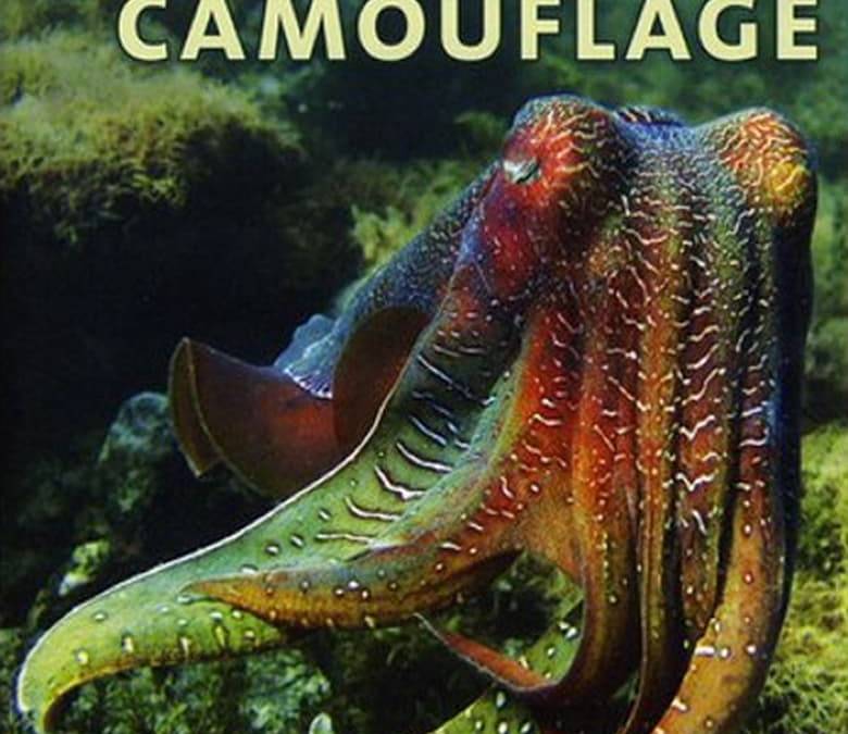 Cuttlefish: Kings of Camouflage Summary, Trailer, Cast, Where to Watch and More