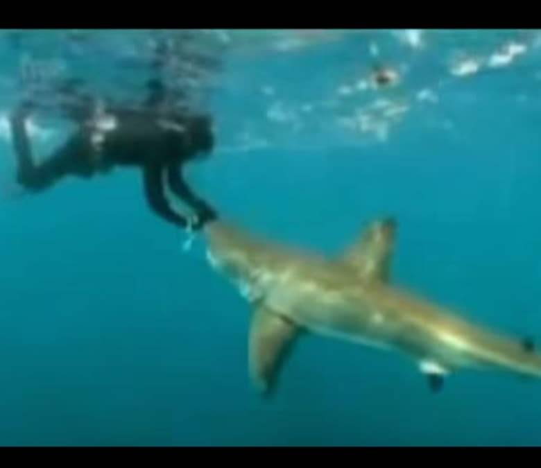 Sharkman Summary, Trailer, Cast, Where to Watch and More