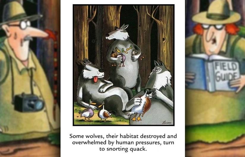 These 3 Far Side Comics Combine to Explain Why Ducks Are Illegal in ...