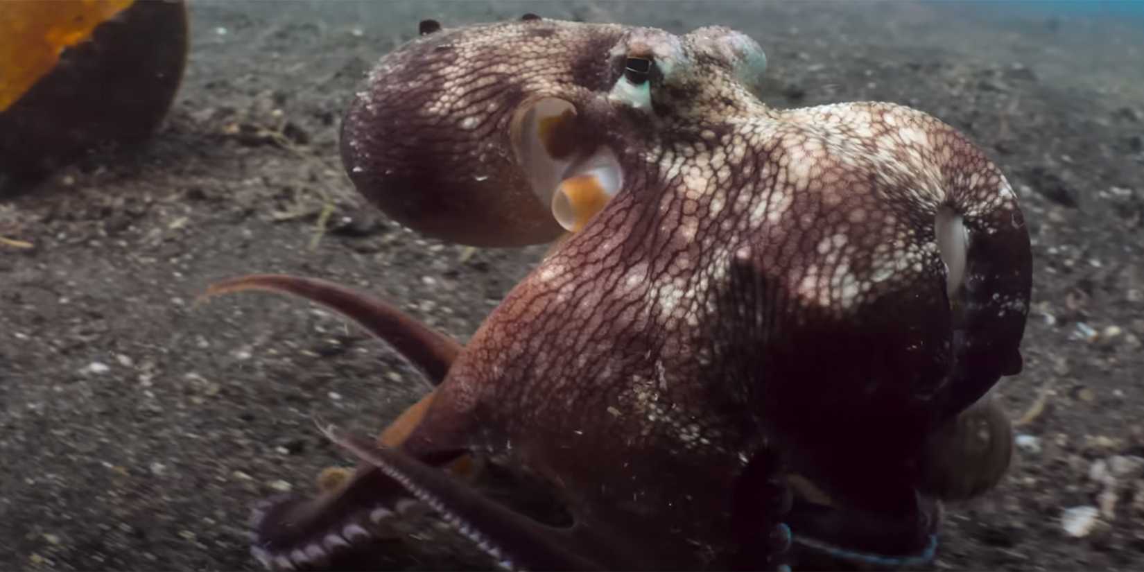 Our Oceans Filmmakers Answer Burning Questions About Netflix's New ...
