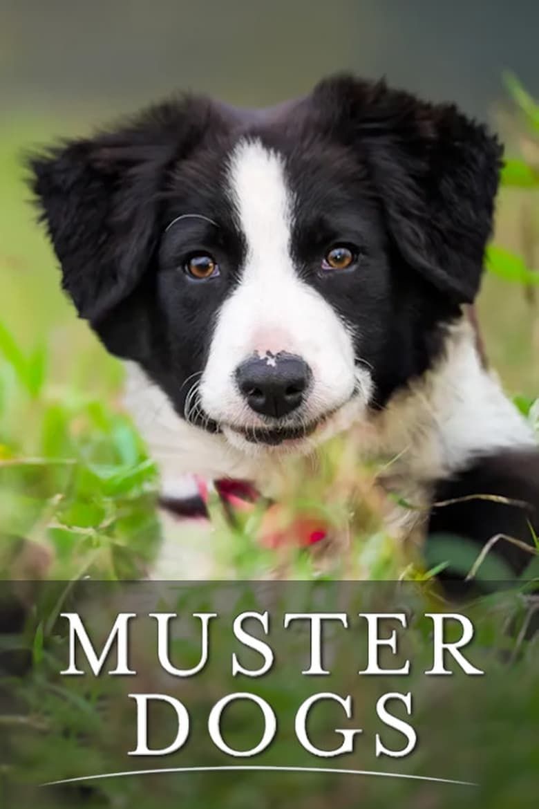 Muster Dogs Summary, Latest News, Trailer, Season List, Cast, Where to ...