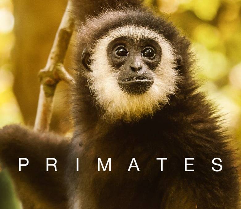 Primates Summary, Trailer, Season List, Cast, Where to Watch and More