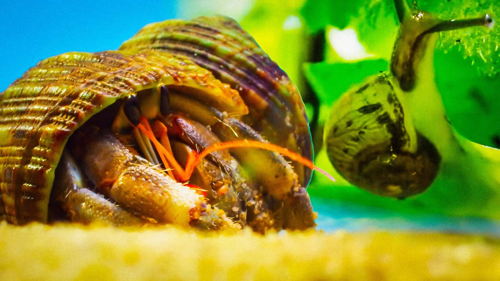 National Geographic’s A Real Bug’s Life Season 2 Drops A Premiere Date ...