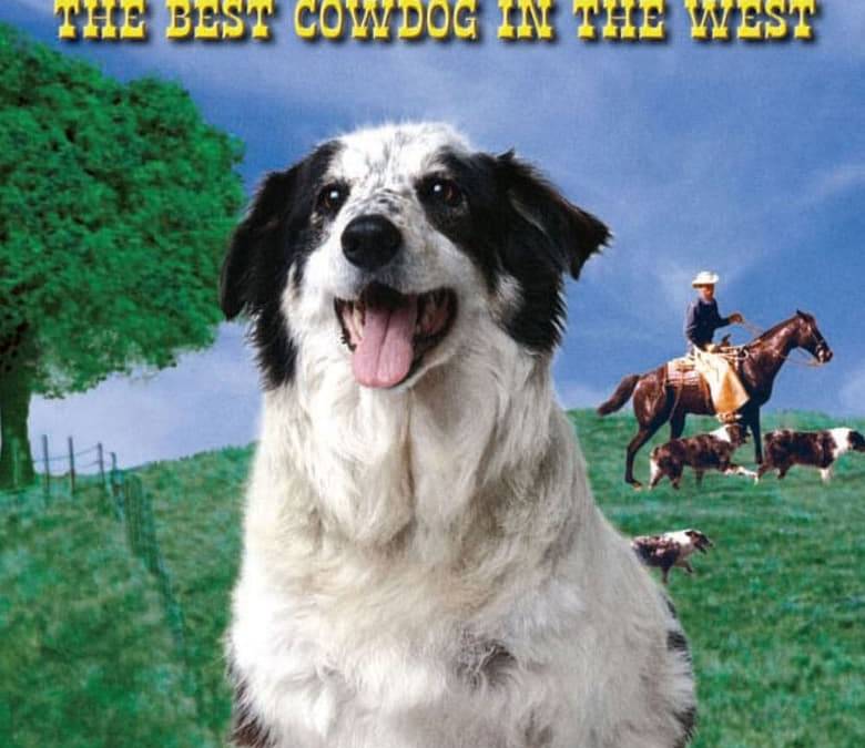 Stub, the Best Cow Dog in the West Summary, Trailer, Cast, Where to ...