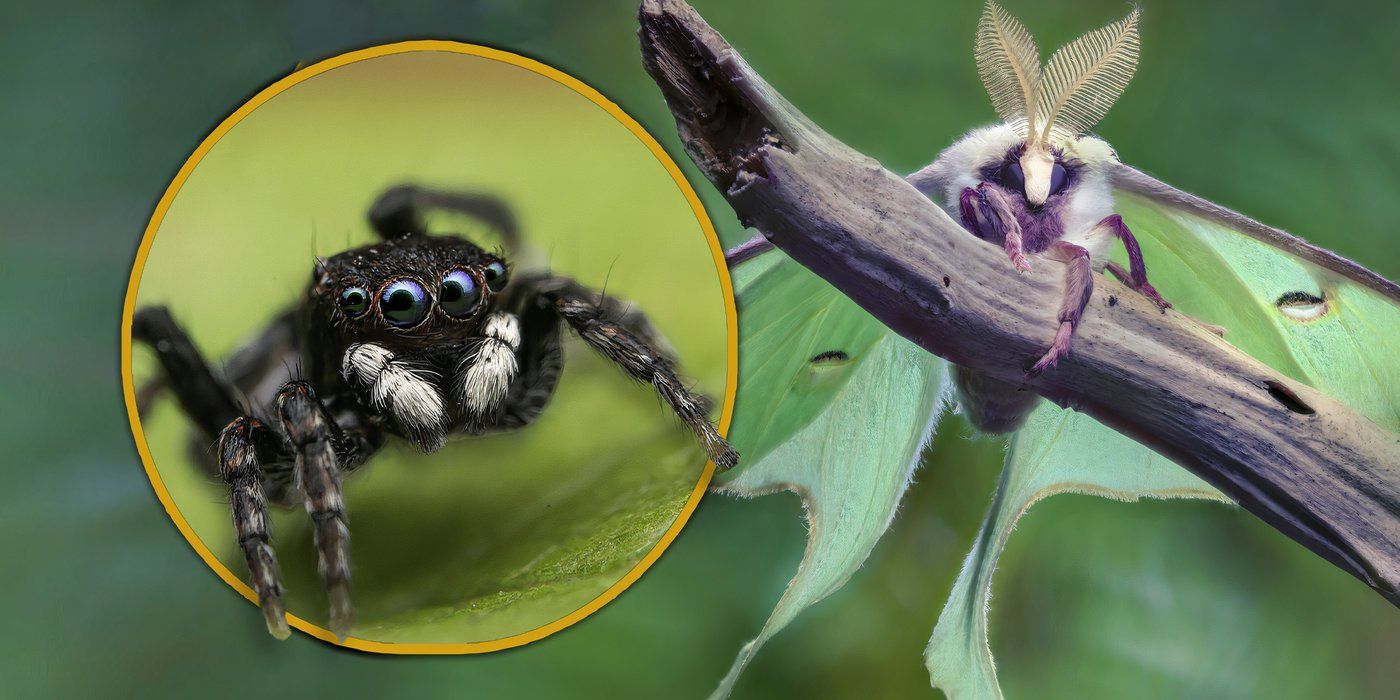 Documentaries | ScreenRant