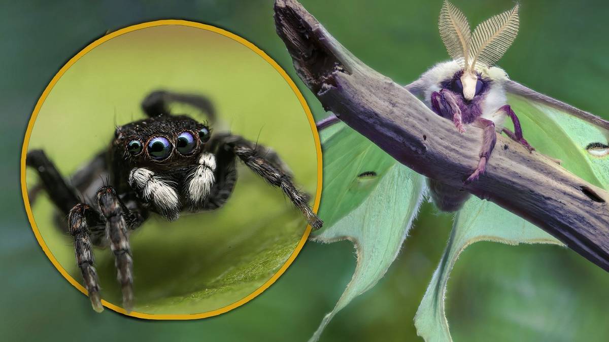 A Real Bug’s Life Season 2 Producers Talk Bugs That "Run So Fast They ...