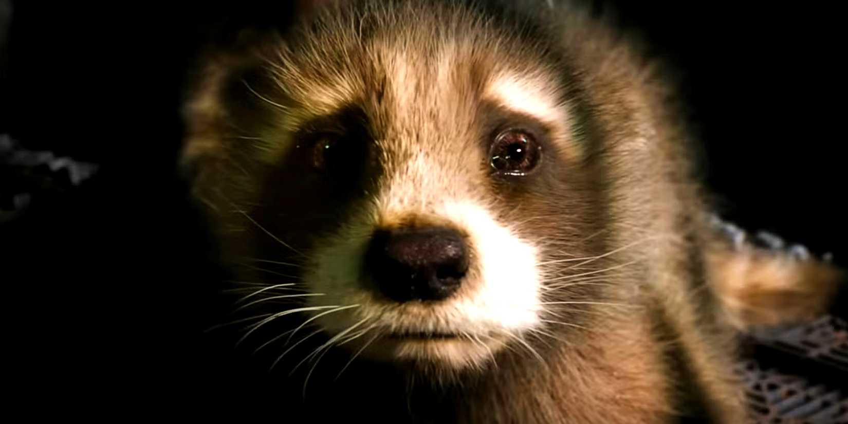 Rocket’s Story In Guardians of the Galaxy 3 Makes The Prison Break In ...