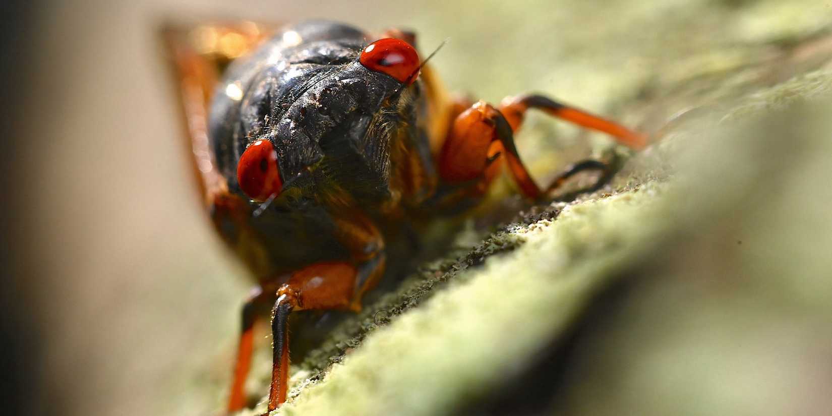 A Real Bug’s Life Season 2 Producers Talk Bugs That "Run So Fast They ...