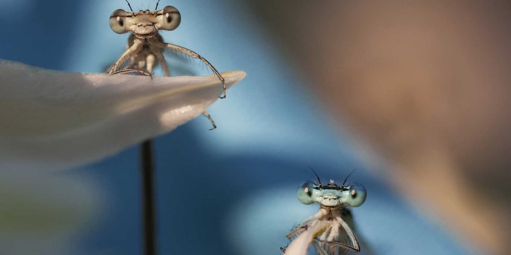 A Real Bug’s Life Season 2 Producers Talk Bugs That "Run So Fast They ...