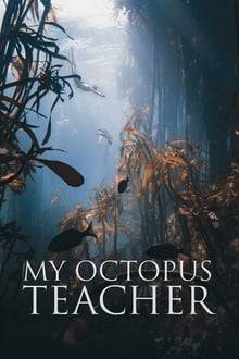 My Octopus Teacher Summary, Trailer, Cast, Where to Watch and More