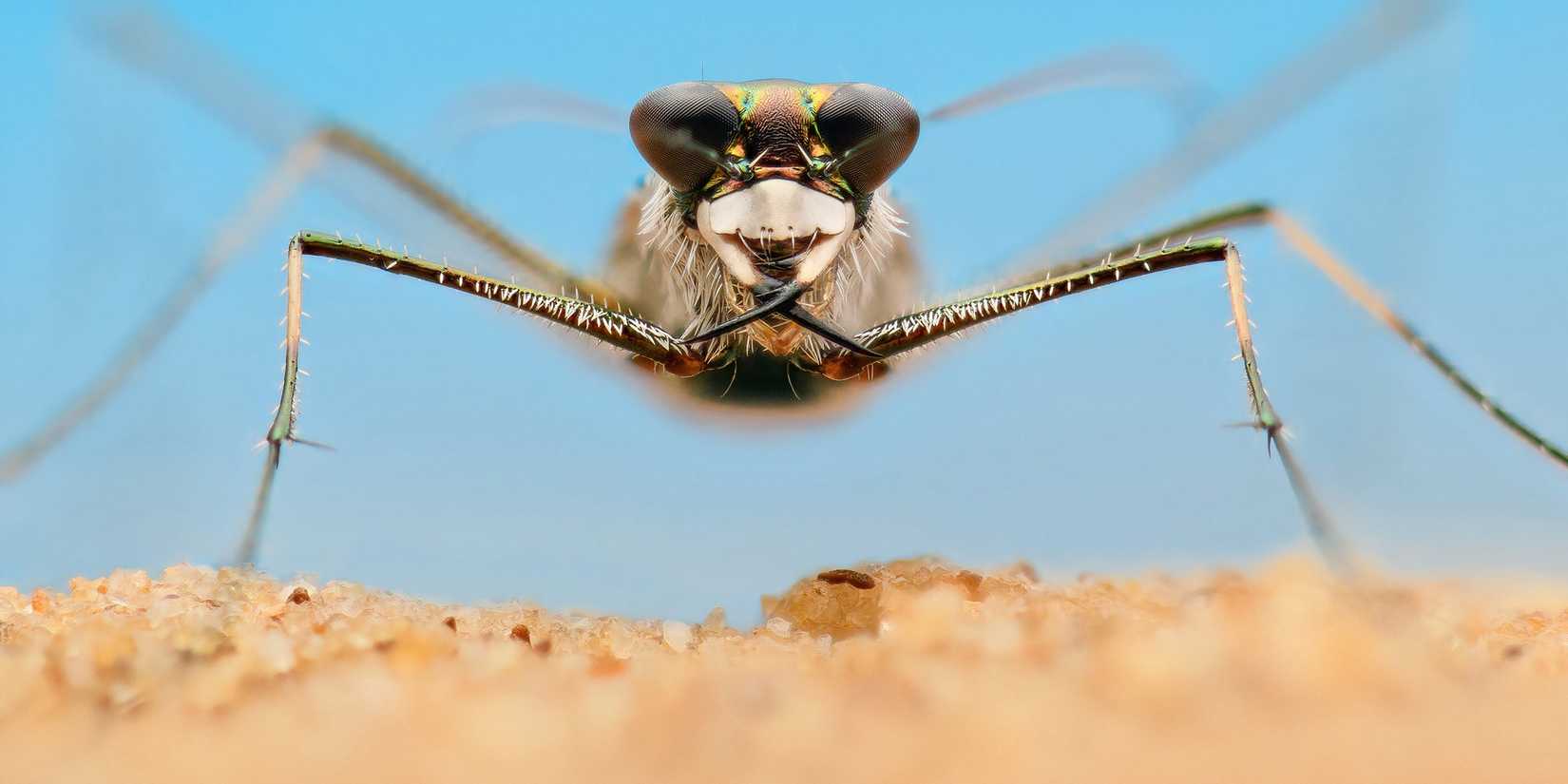 A Real Bug’s Life Season 2 Producers Talk Bugs That "Run So Fast They ...