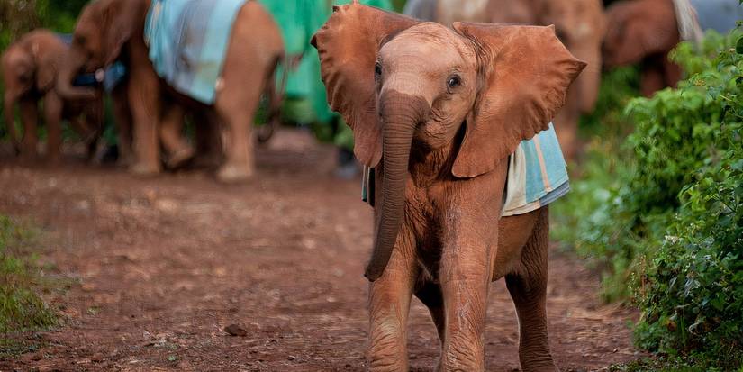 15 Best Nature Documentaries, Ranked