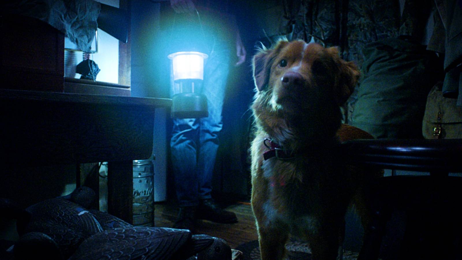 Good Boy Review: A Dog Becomes The Protagonist In This Weirdly ...