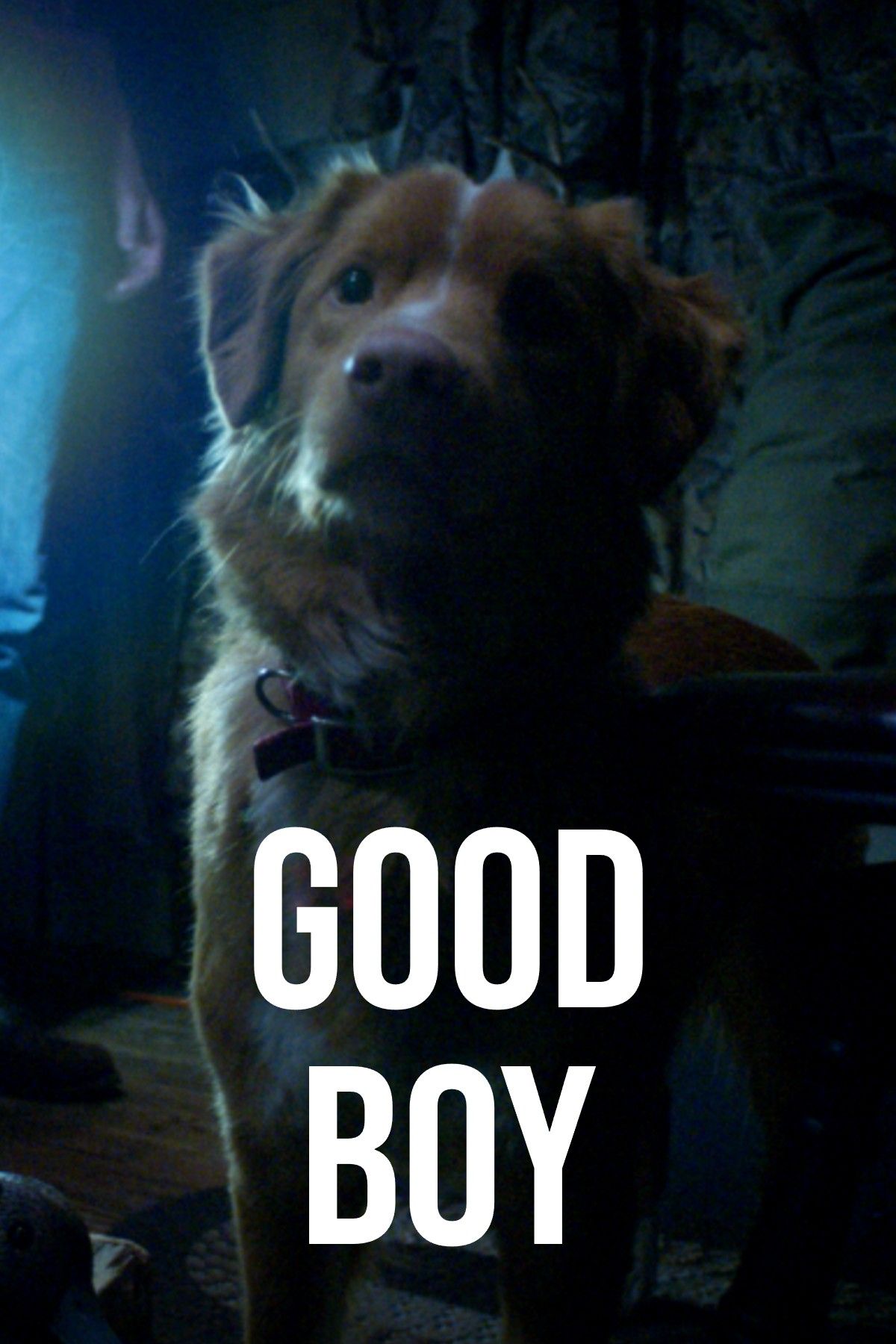 Good Boy Summary, Latest News, Trailer, Cast, Where to Watch and More