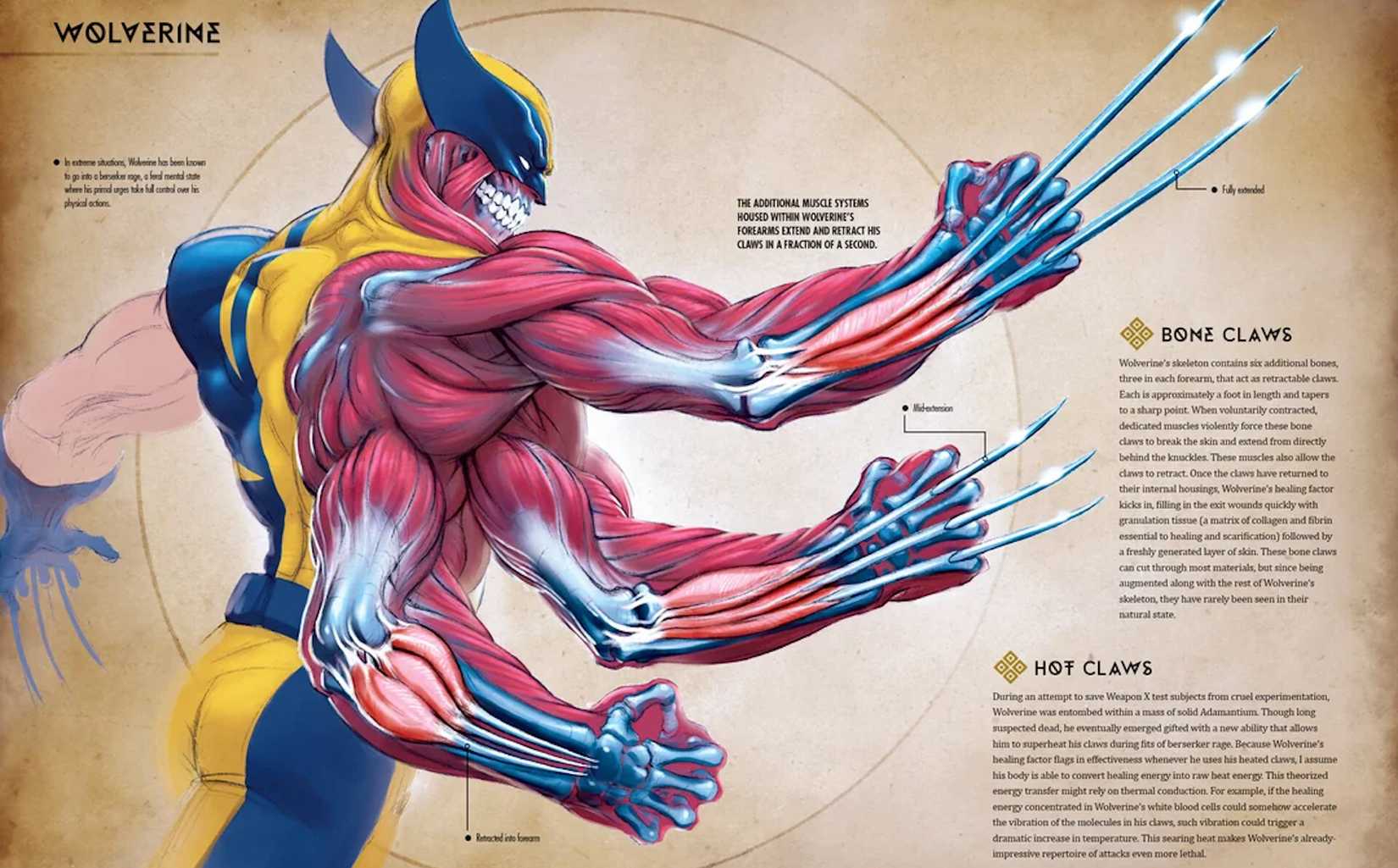 After Studying Wolverine's Claws, I'm Convinced Marvel Doesn't Know How They Actually Work