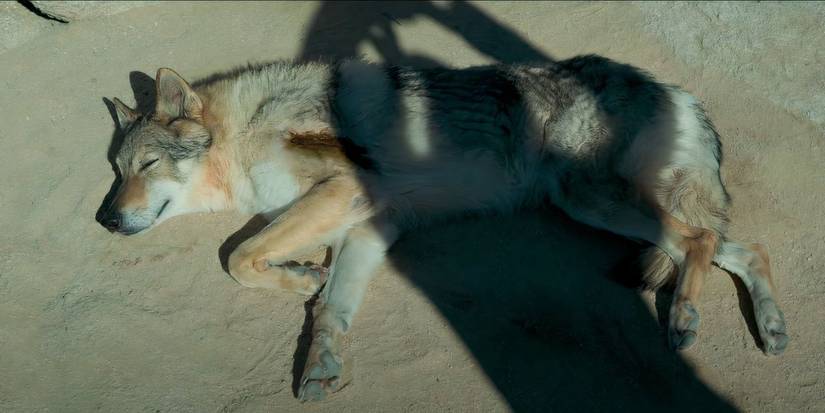 Alpha Ending Explained: What Happens To Keda & The Injured Wolf