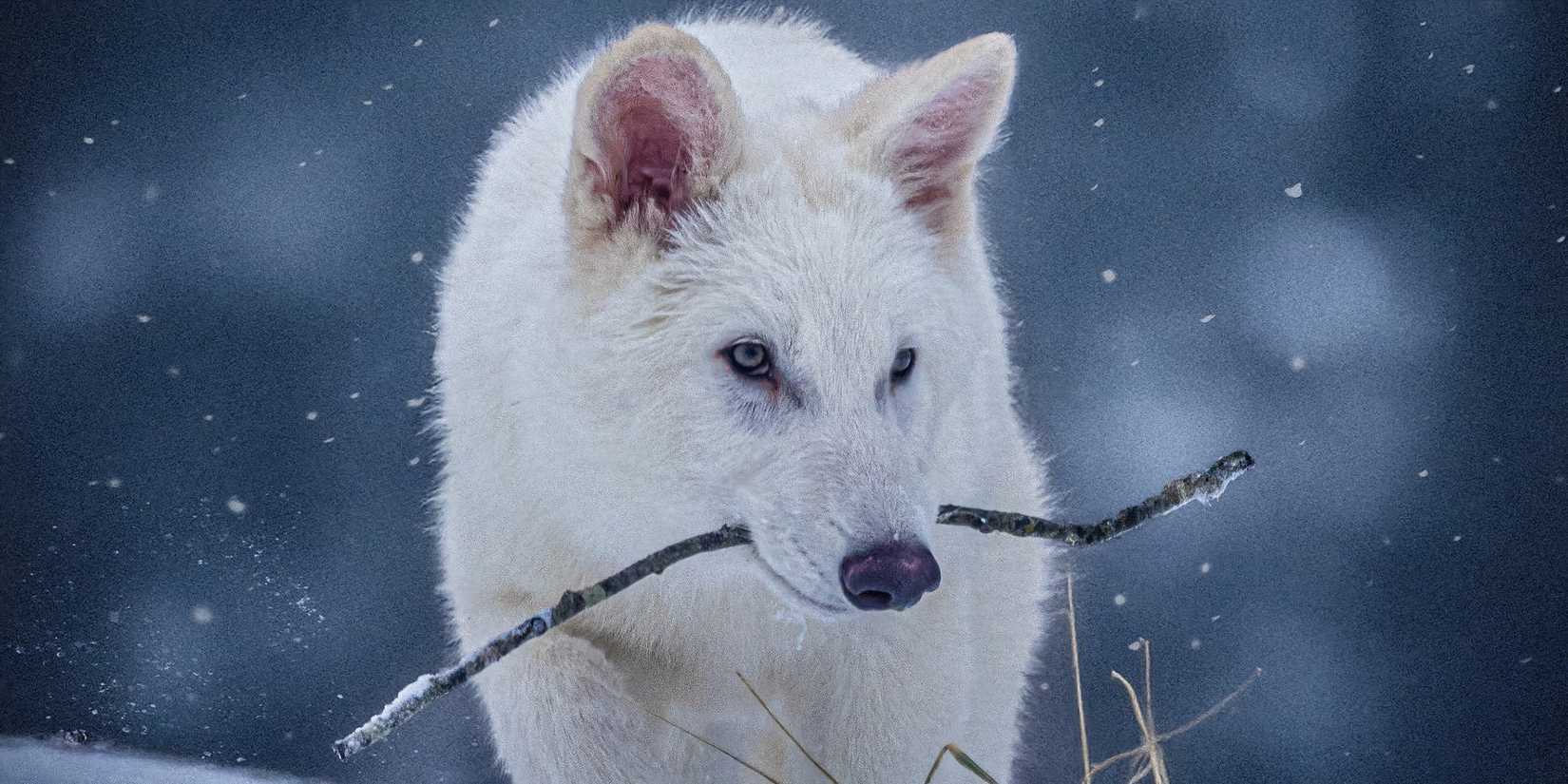 Everything You Need To Know About The Dire Wolf De-Extinction Explained ...