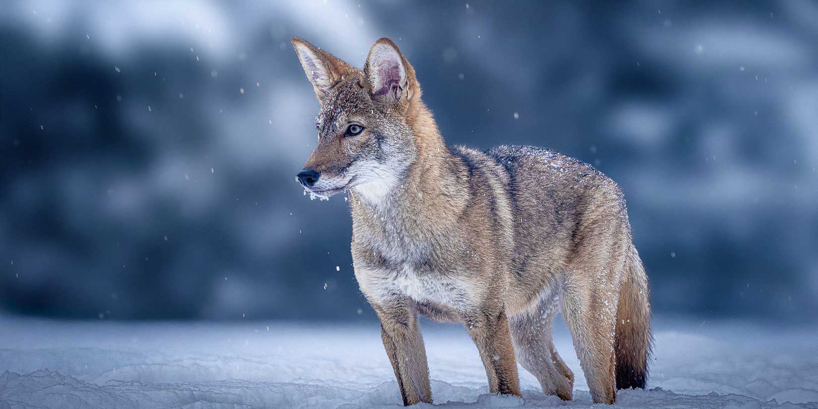 Everything You Need To Know About The Dire Wolf De-Extinction Explained ...