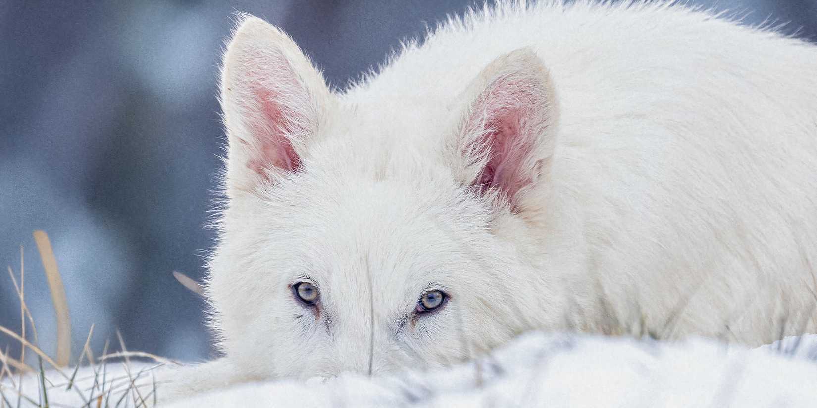 Everything You Need To Know About The Dire Wolf De-Extinction Explained ...