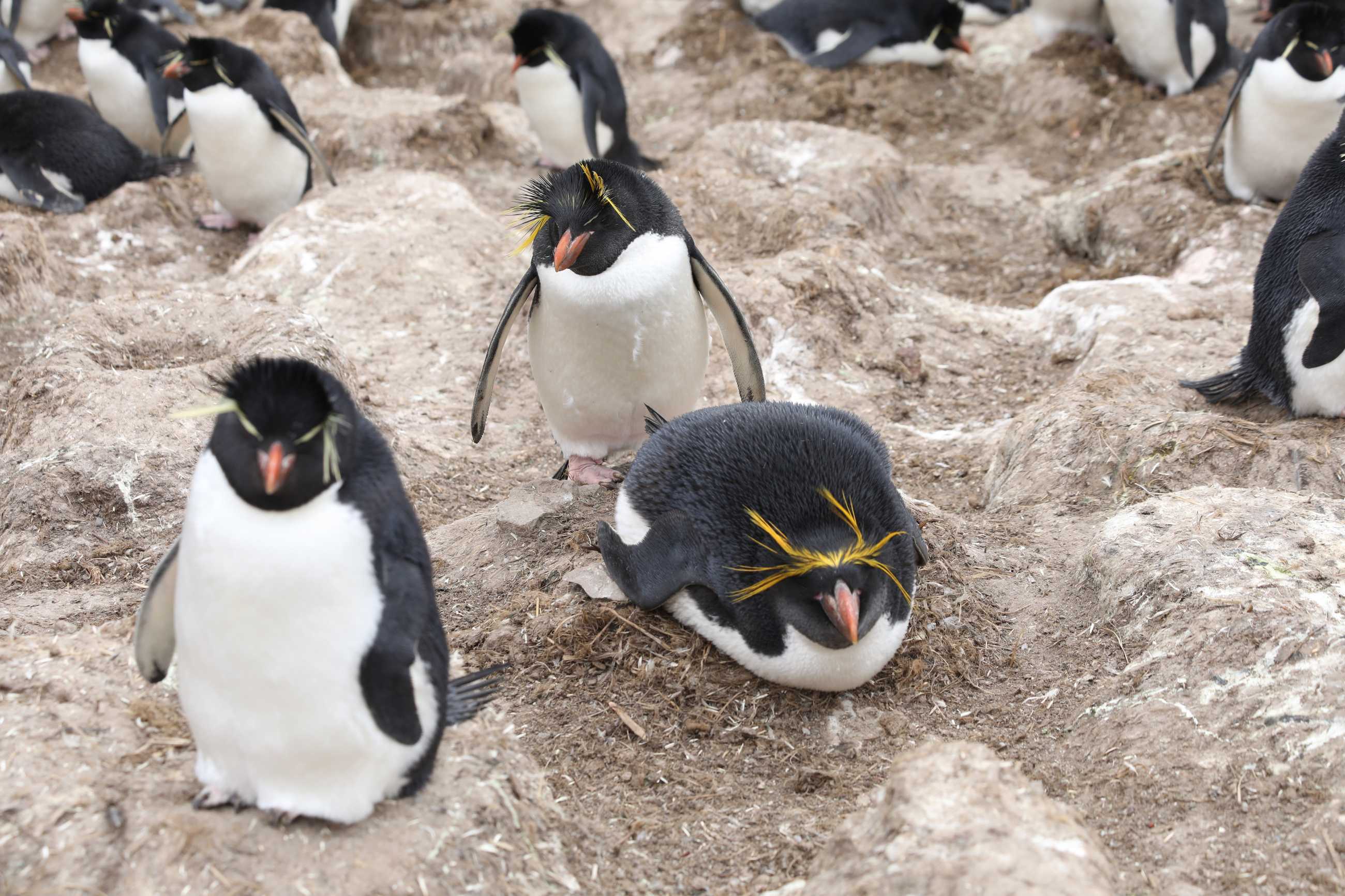 Secrets of the Penguins: An Unforgettable National Geographic Adventure