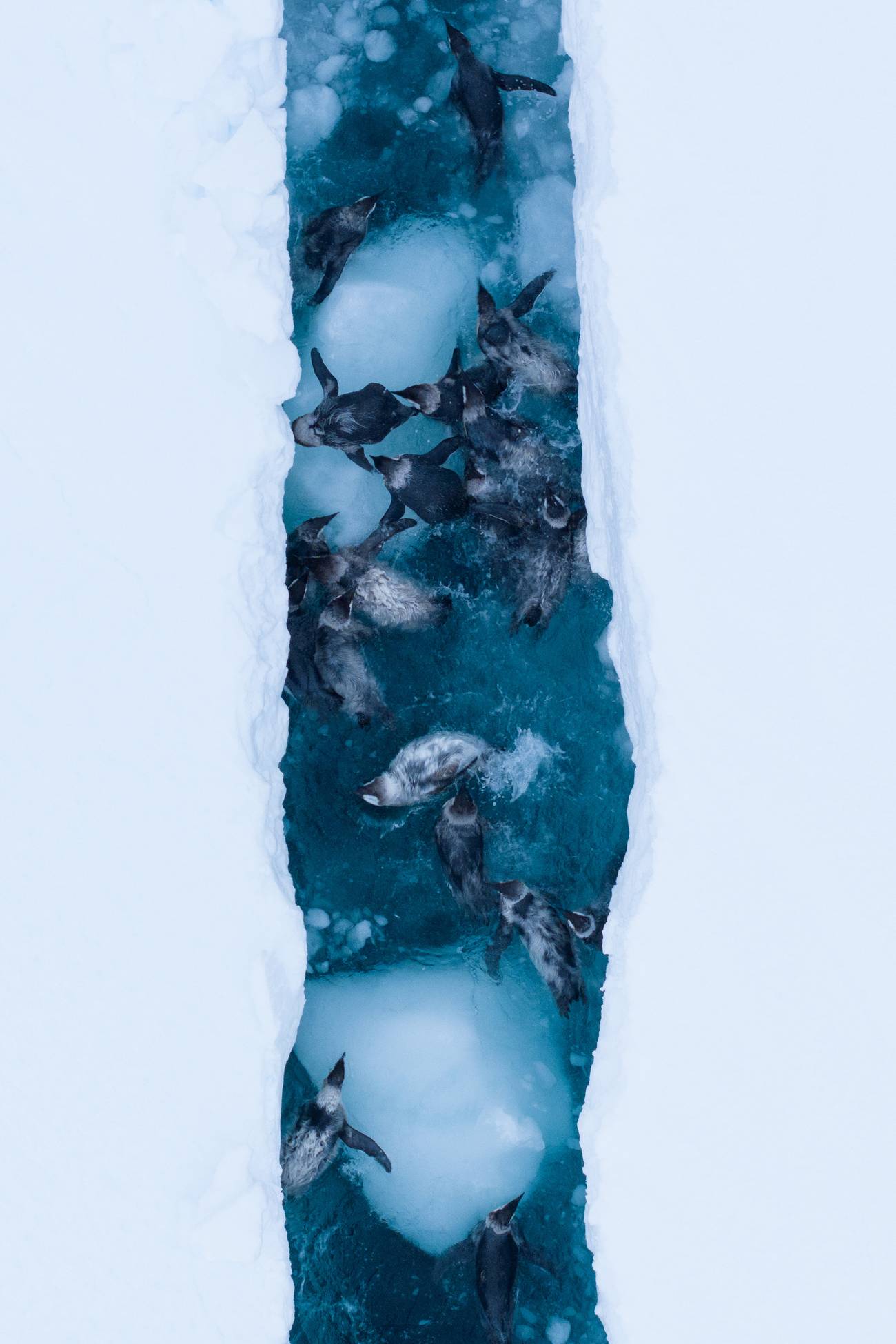 Secrets of the Penguins: An Unforgettable National Geographic Adventure