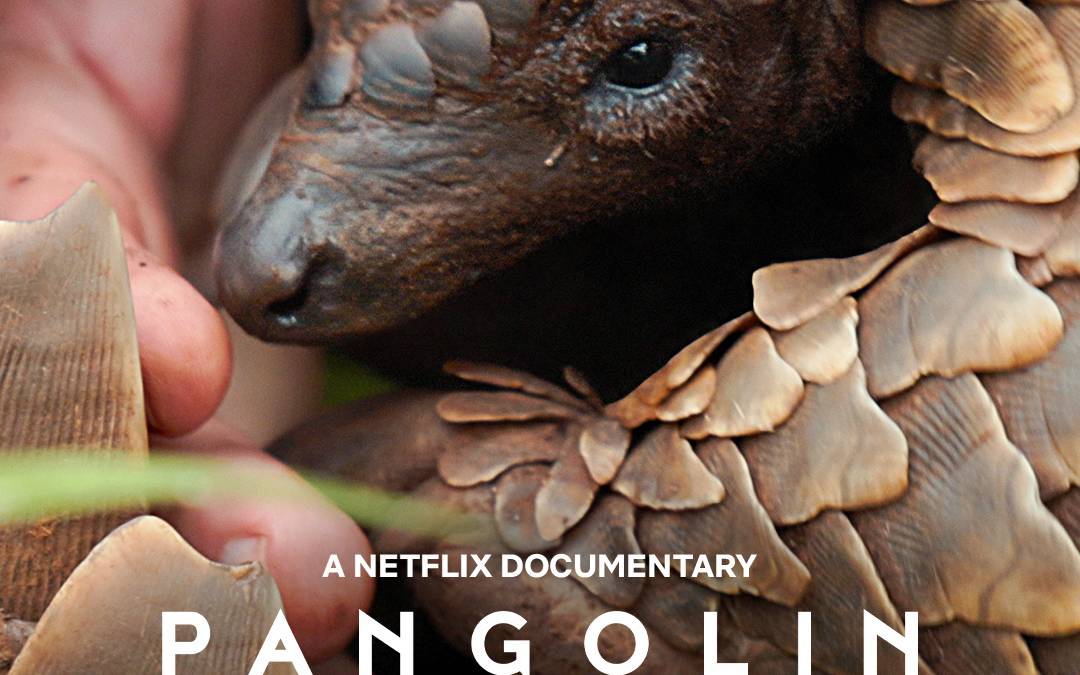 Pangolin: Kulu's Journey Summary, Trailer, Cast, Where to Watch and More