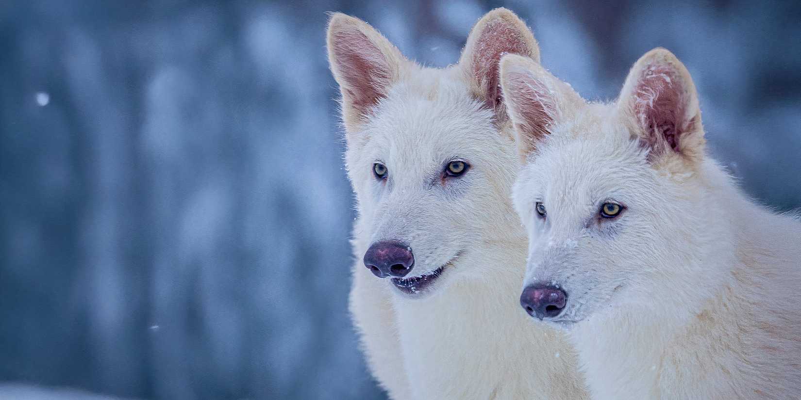 Everything You Need To Know About The Dire Wolf De-Extinction Explained ...