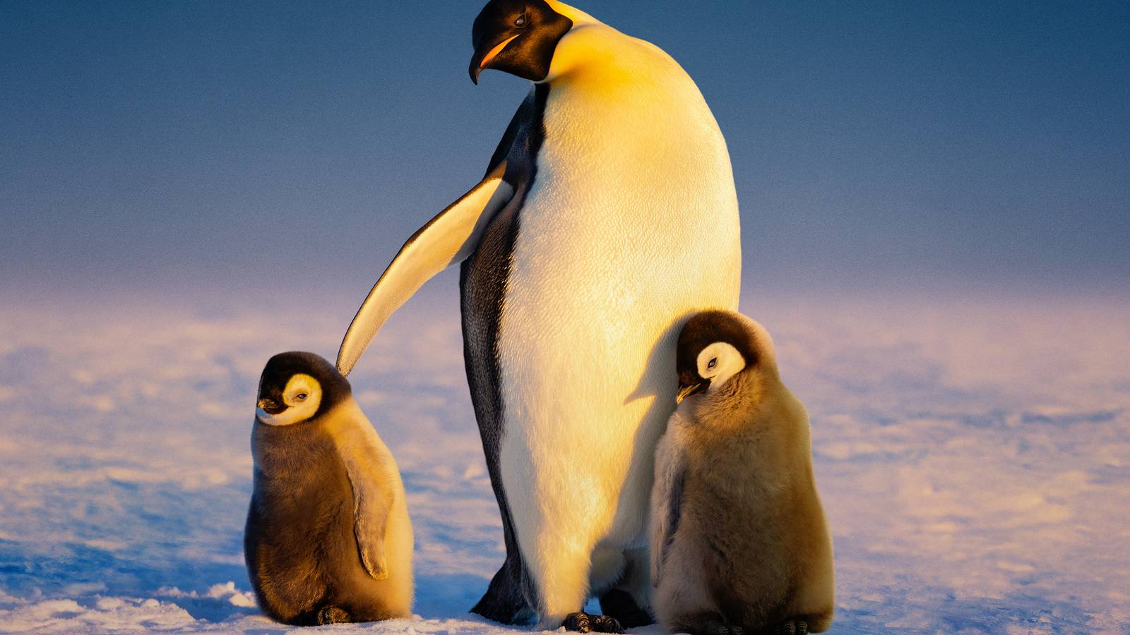 Secrets of the Penguins: An Unforgettable National Geographic Adventure