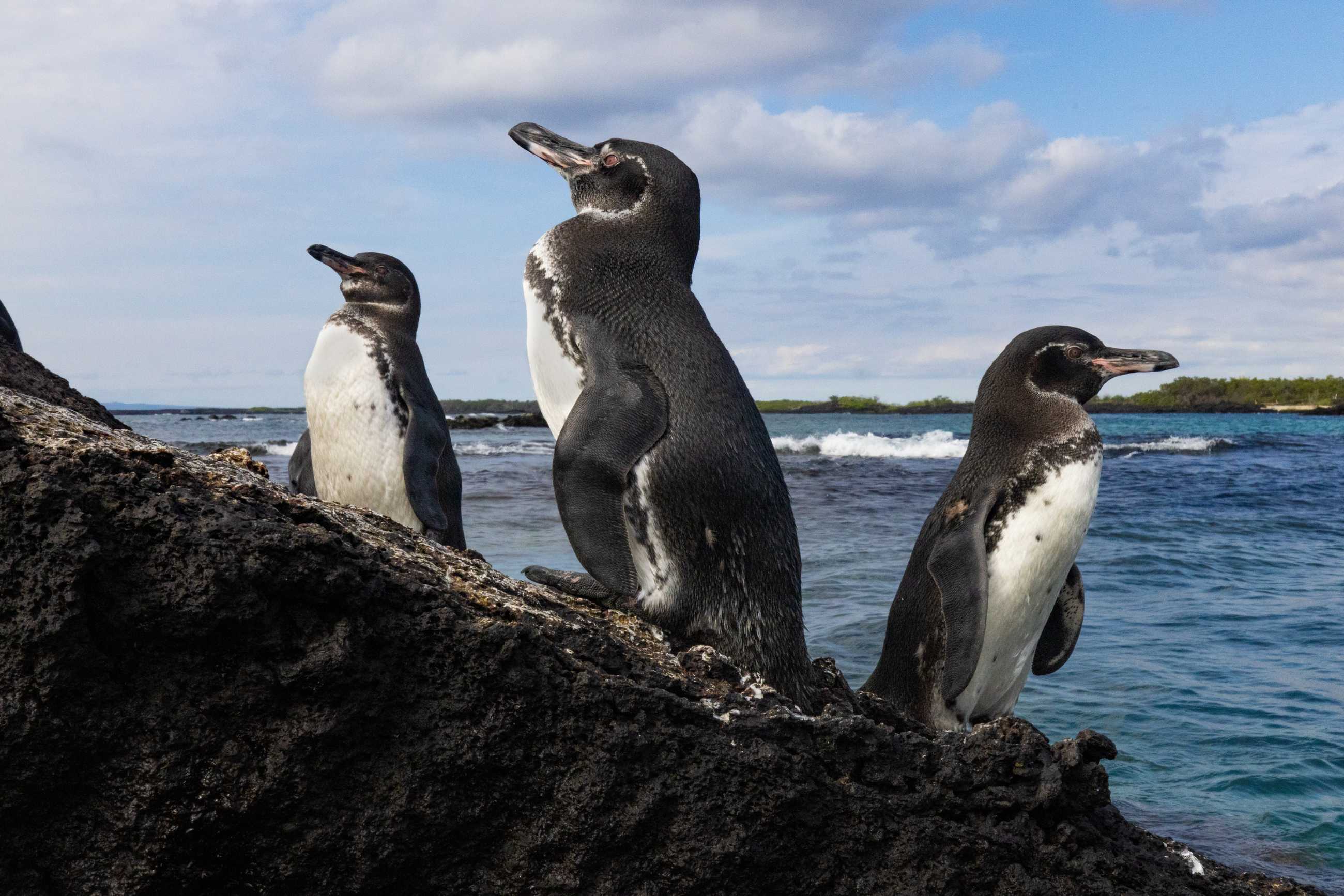 Secrets of the Penguins: An Unforgettable National Geographic Adventure