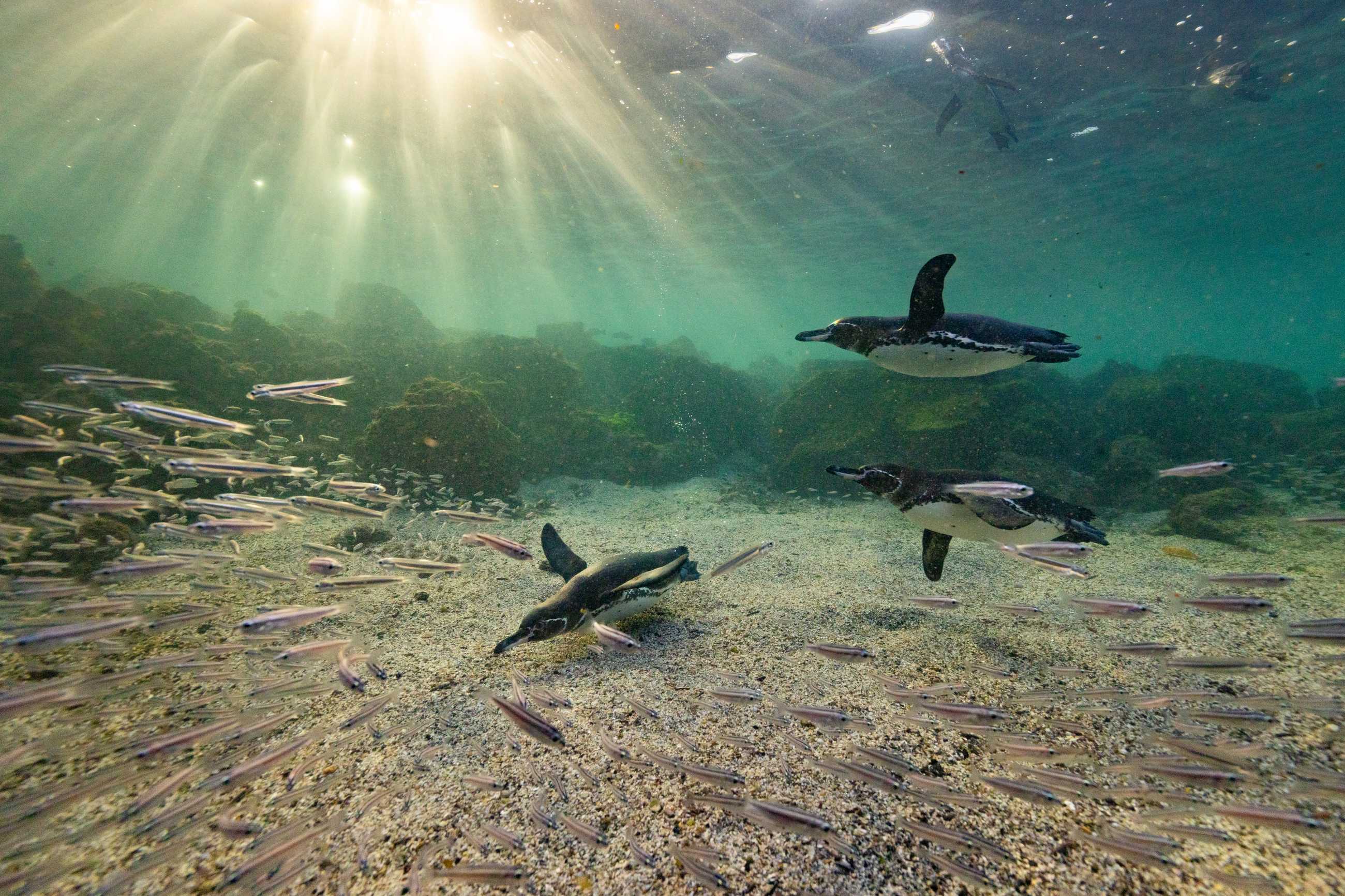 Secrets of the Penguins: An Unforgettable National Geographic Adventure