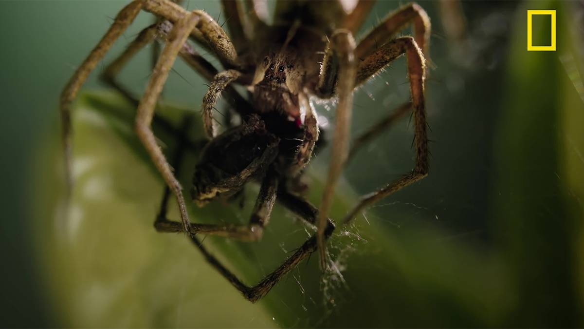 Ryan Reynolds Wants You To Meet This Man-Eating Spider In New Underdogs ...