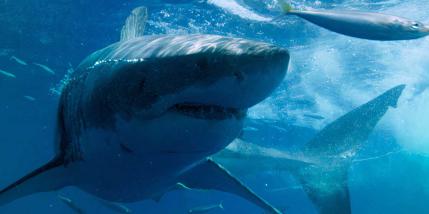 Netflix's New Shark Show Climbs Streaming Charts As Platform Emerges As ...