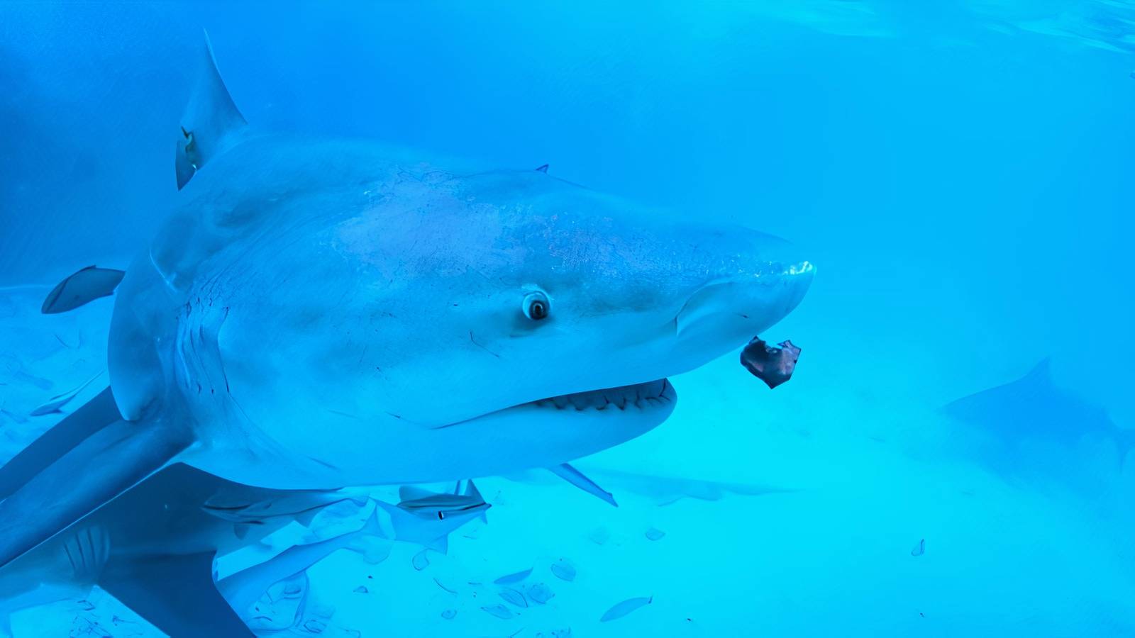 Netflix's New Shark Show Climbs Streaming Charts As Platform Emerges As ...