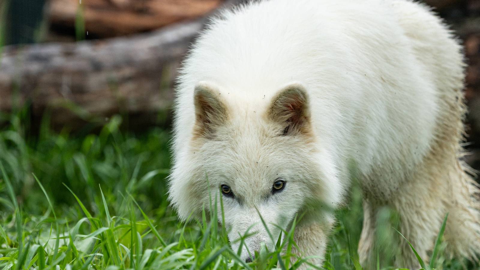 Watch Dire Wolf Pup Khaleesi Meet Her Brothers for the First Time in De ...