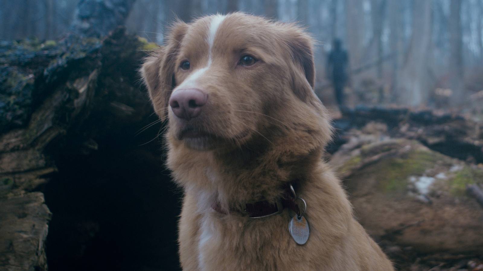 Good Boy Director Discusses Potential Sequels and Expanded Universe