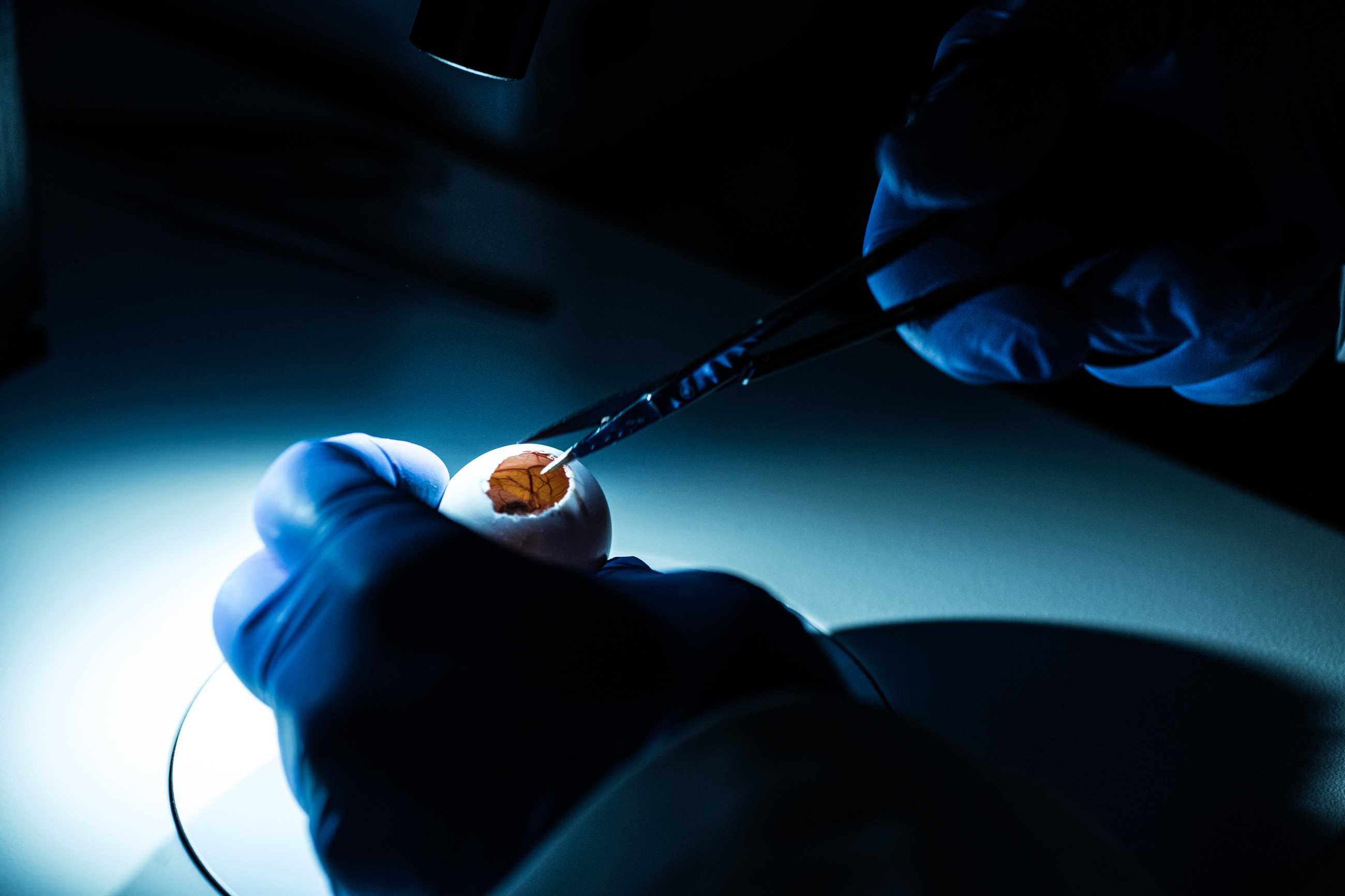 Breakthrough Brings Dodo De-Extinction Closer as Colossal Raises $120M