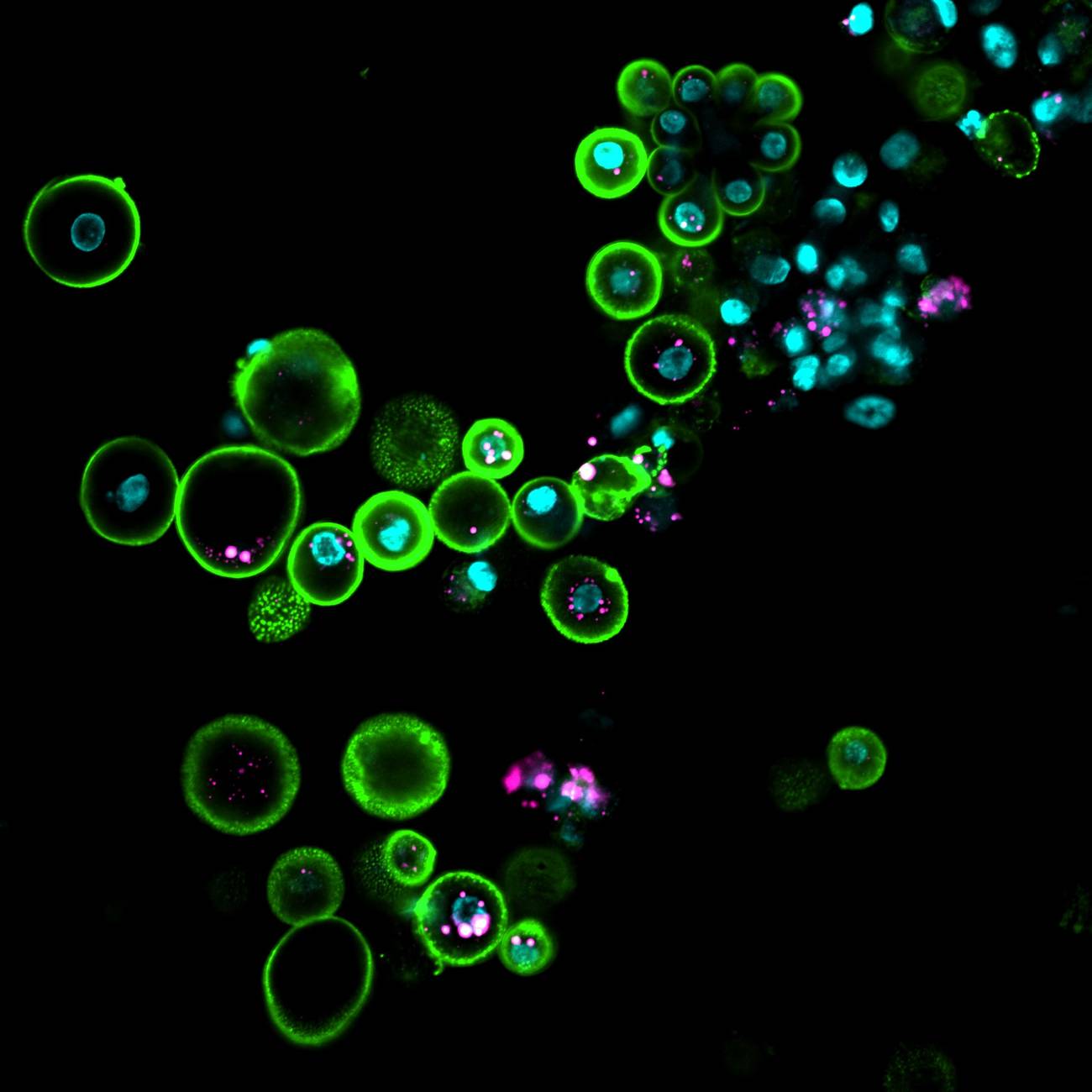 Breakthrough Brings Dodo De-Extinction Closer as Colossal Raises $120M