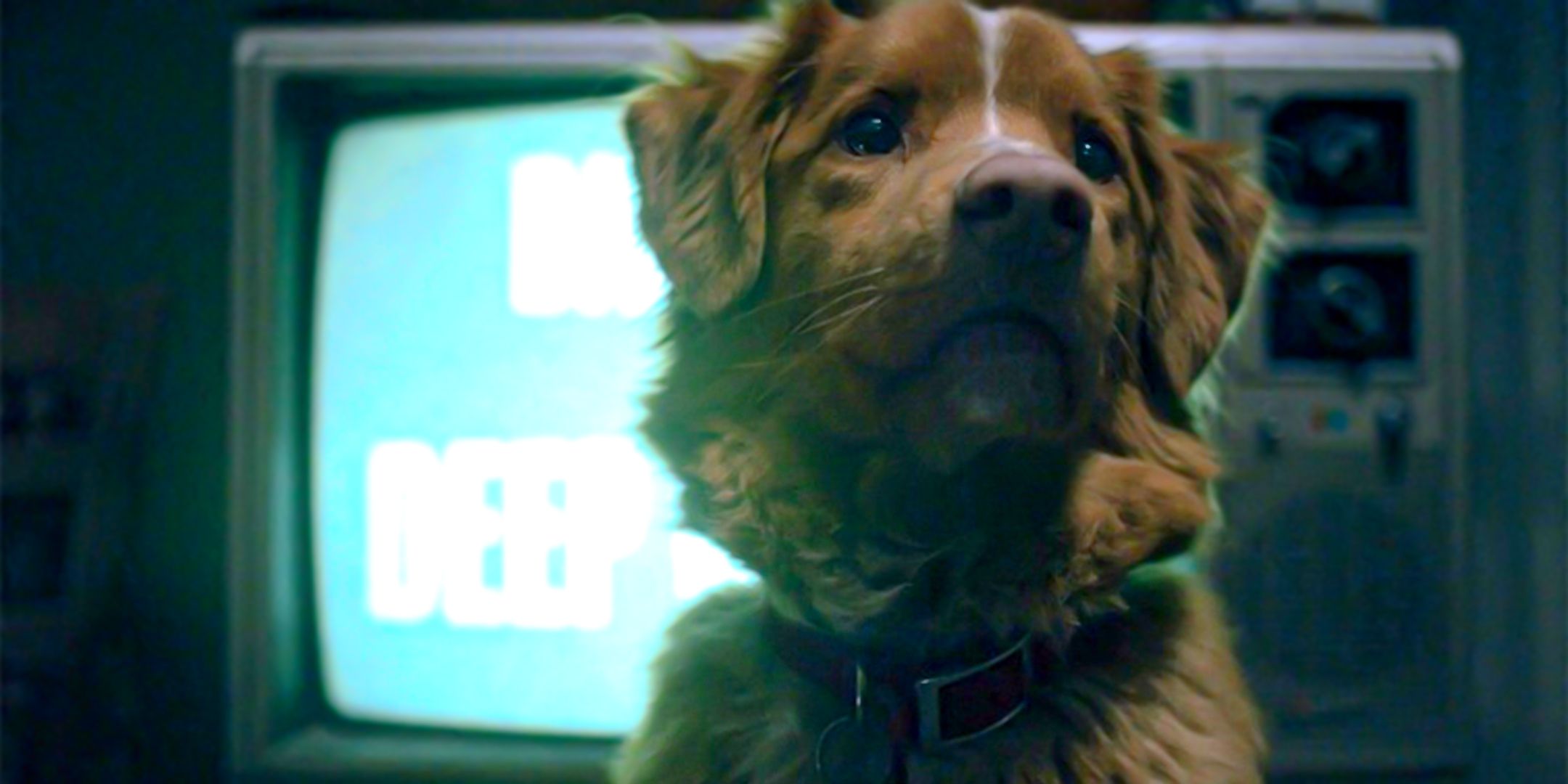 Good Boy Summary, Trailer, Cast, Where to Watch and More