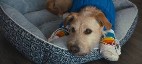 Merv Summary, Trailer, Cast, Where to Watch and More