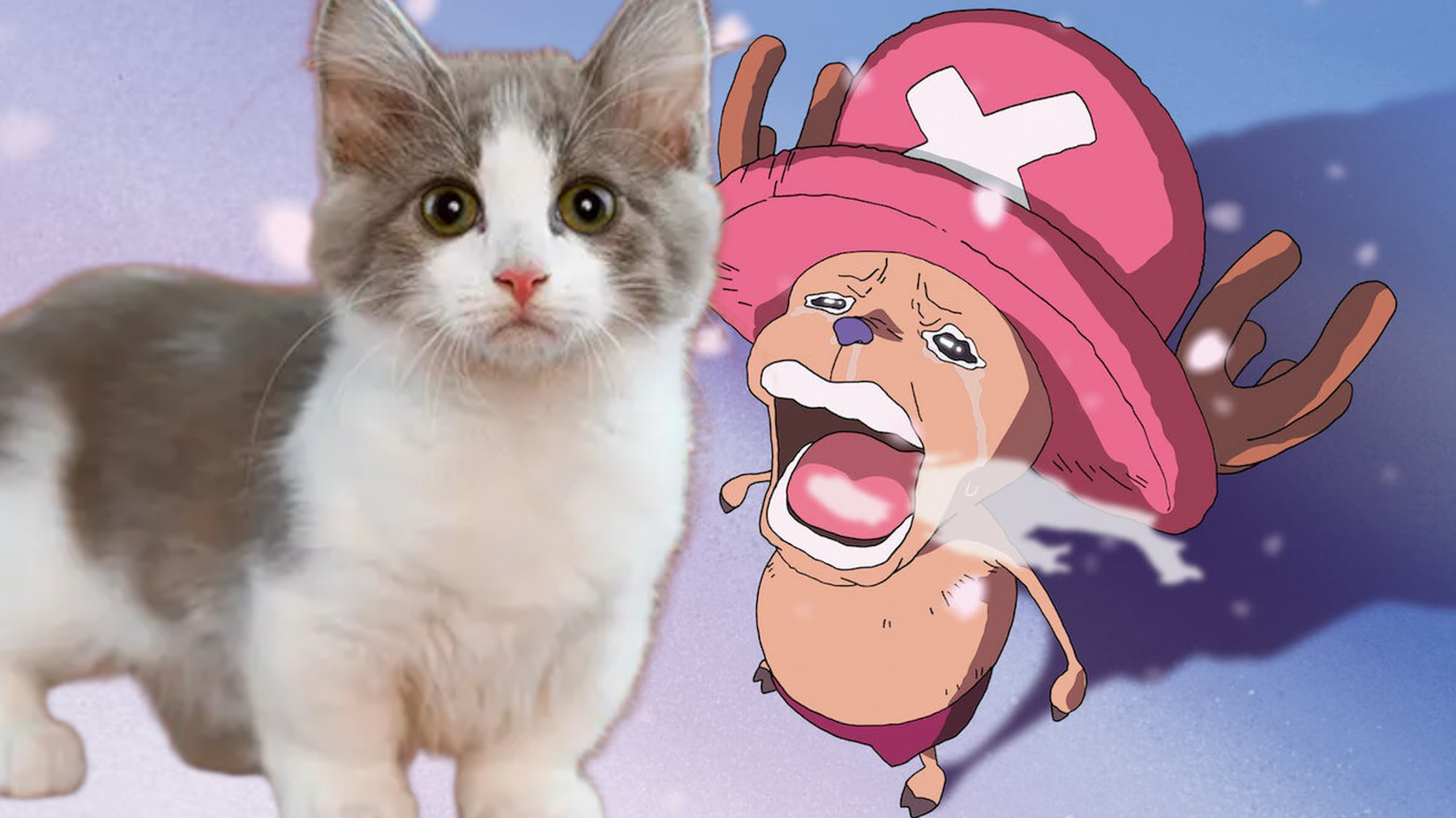 All 10 of One Piece's Straw Hats and What Cat Breed They Would Be