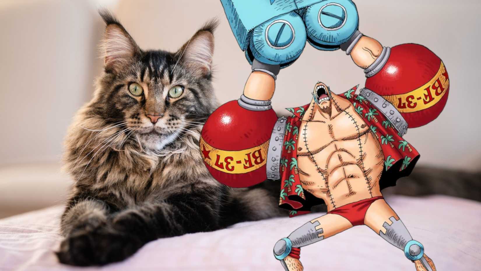 All 10 of One Piece's Straw Hats and What Cat Breed They Would Be