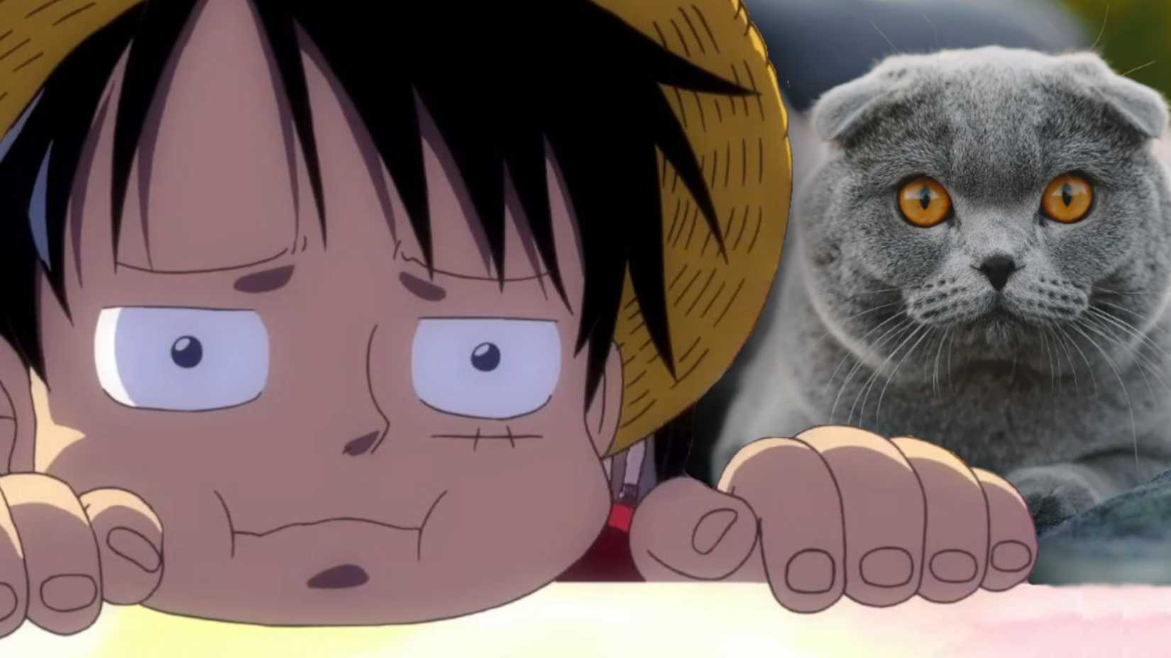 All 10 of One Piece's Straw Hats and What Cat Breed They Would Be