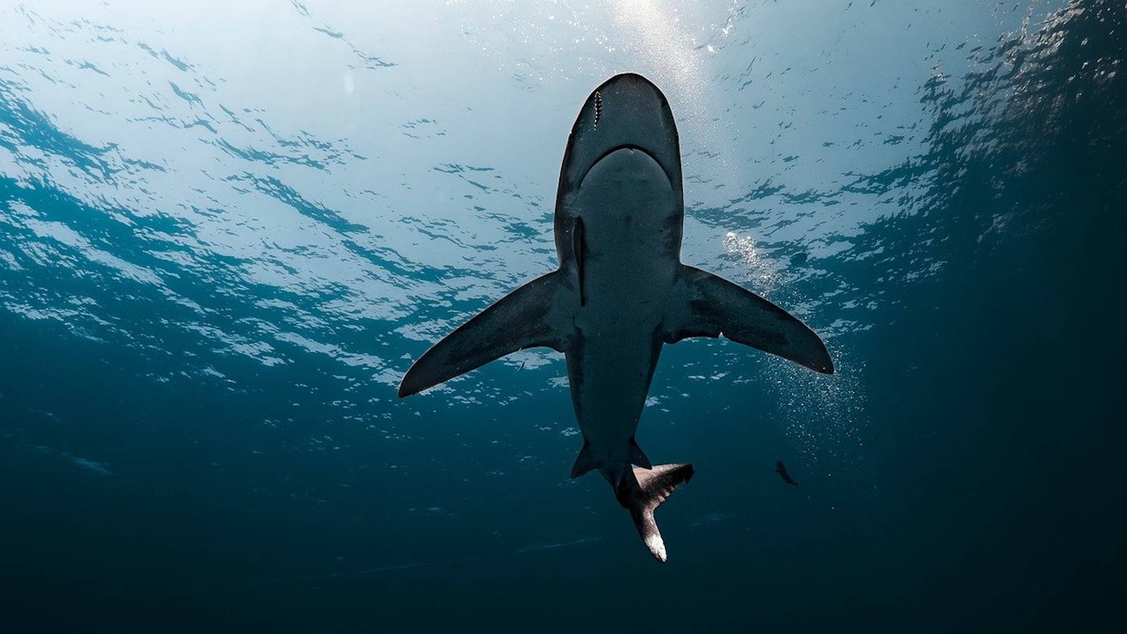 Unprecedented Number Of Shark Attacks Close Beaches