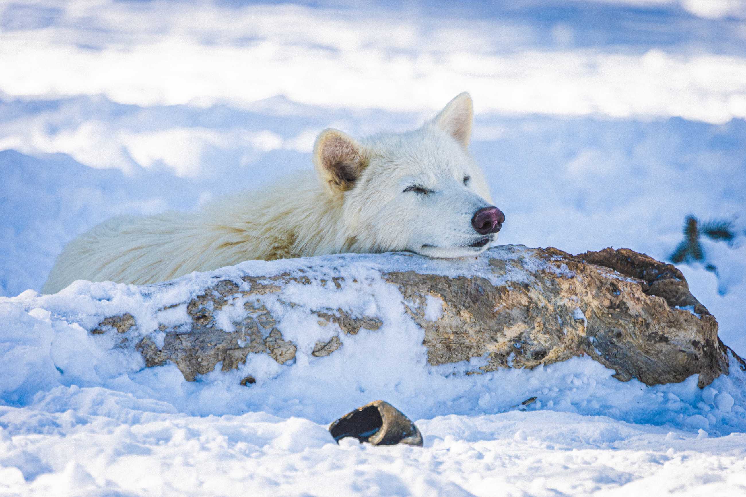 Colossal Biosciences Dire Wolf Update: Fully Grown, Hunting, And Expanding