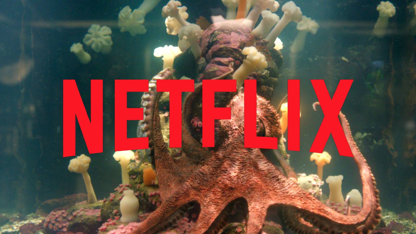 Netflix's Fantasy Mystery Dethrones Record-Shattering New Movie For No ...