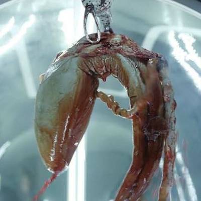 10 Most Disturbing Movie Pregnancies